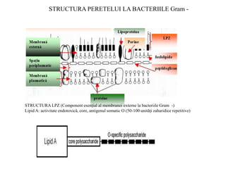 01 structura cel bacteriene (1) | PDF