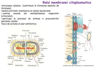 01 structura cel bacteriene (1) | PDF