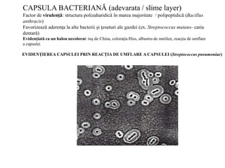 01 structura cel bacteriene (1) | PPT