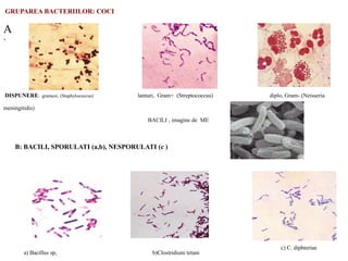 01 structura cel bacteriene (1) | PPT