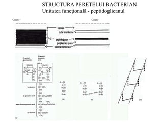 01 structura cel bacteriene (1) | PPT