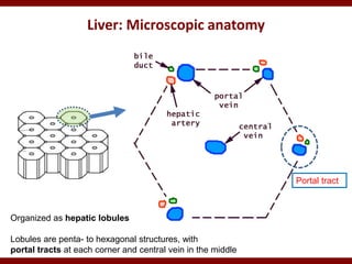 01_Structure_and_functions_of_liver.ppt