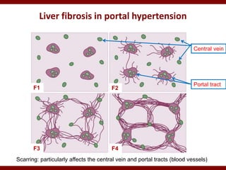 01_Structure_and_functions_of_liver.ppt