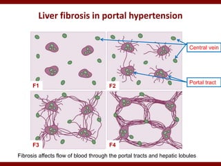 01_Structure_and_functions_of_liver.ppt