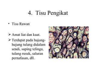 01 struktur asas badan pbsm | PPT