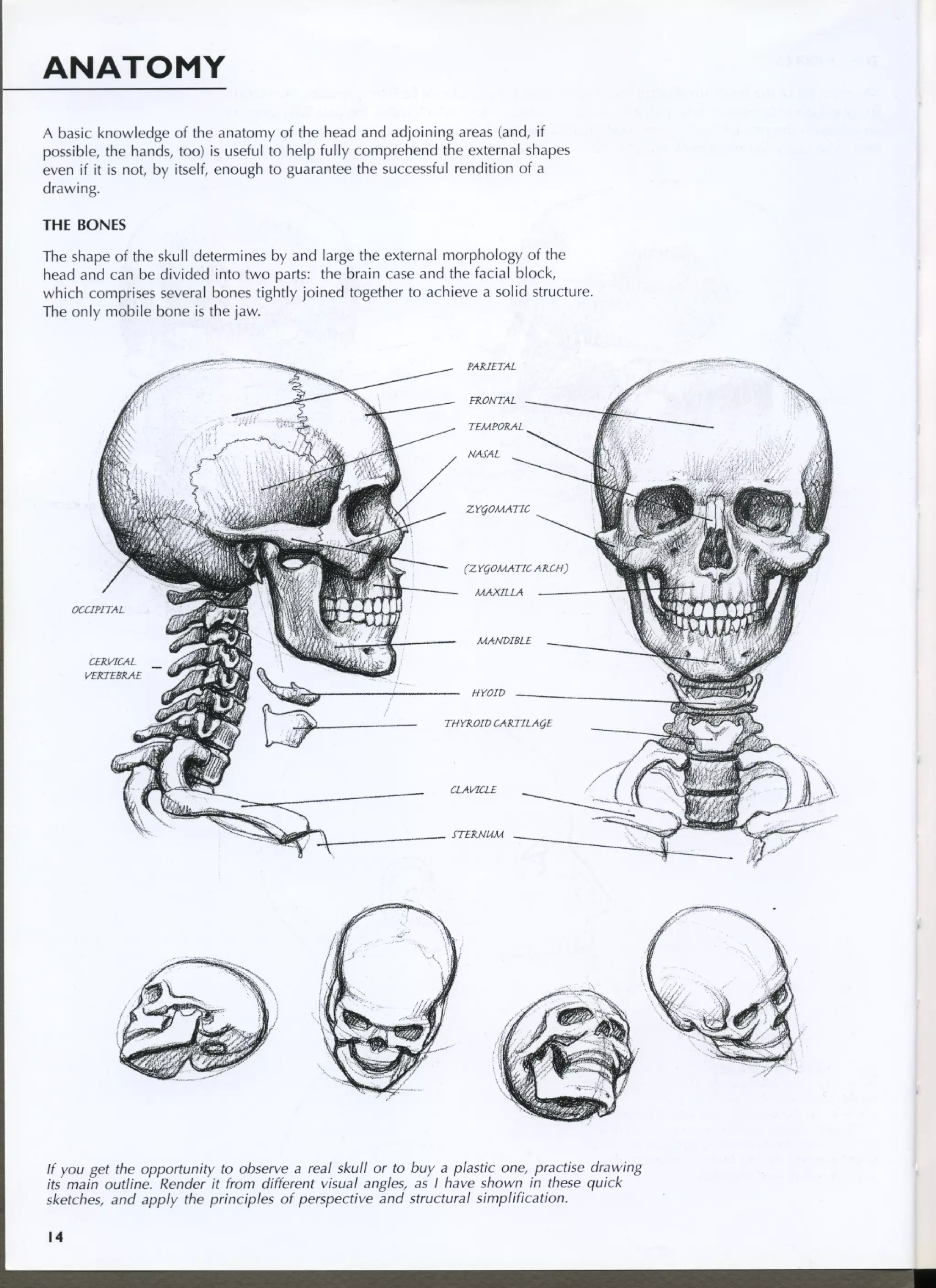 study drawing drawing portraits faces and figures | PDF