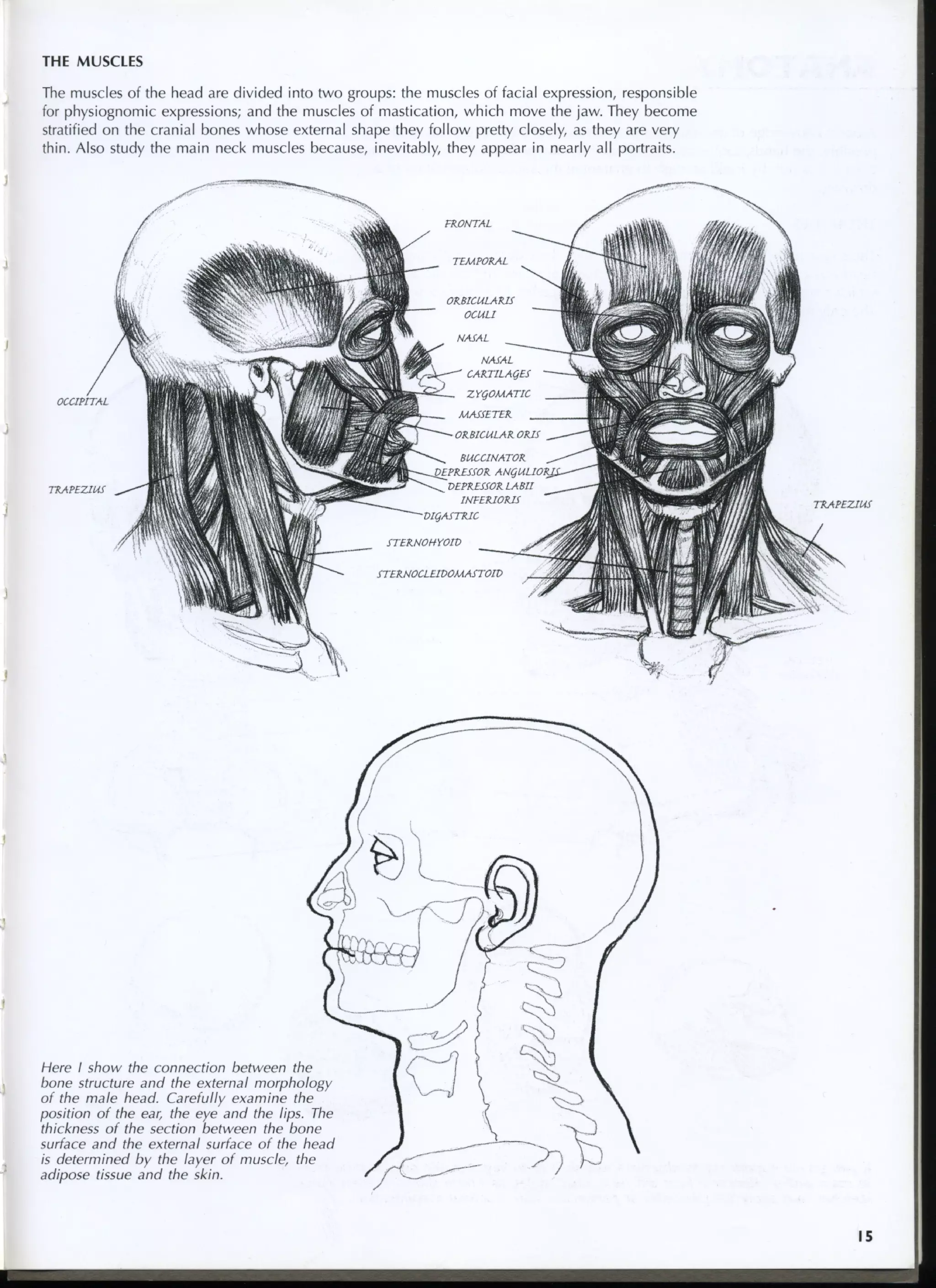 study drawing drawing portraits faces and figures | PDF
