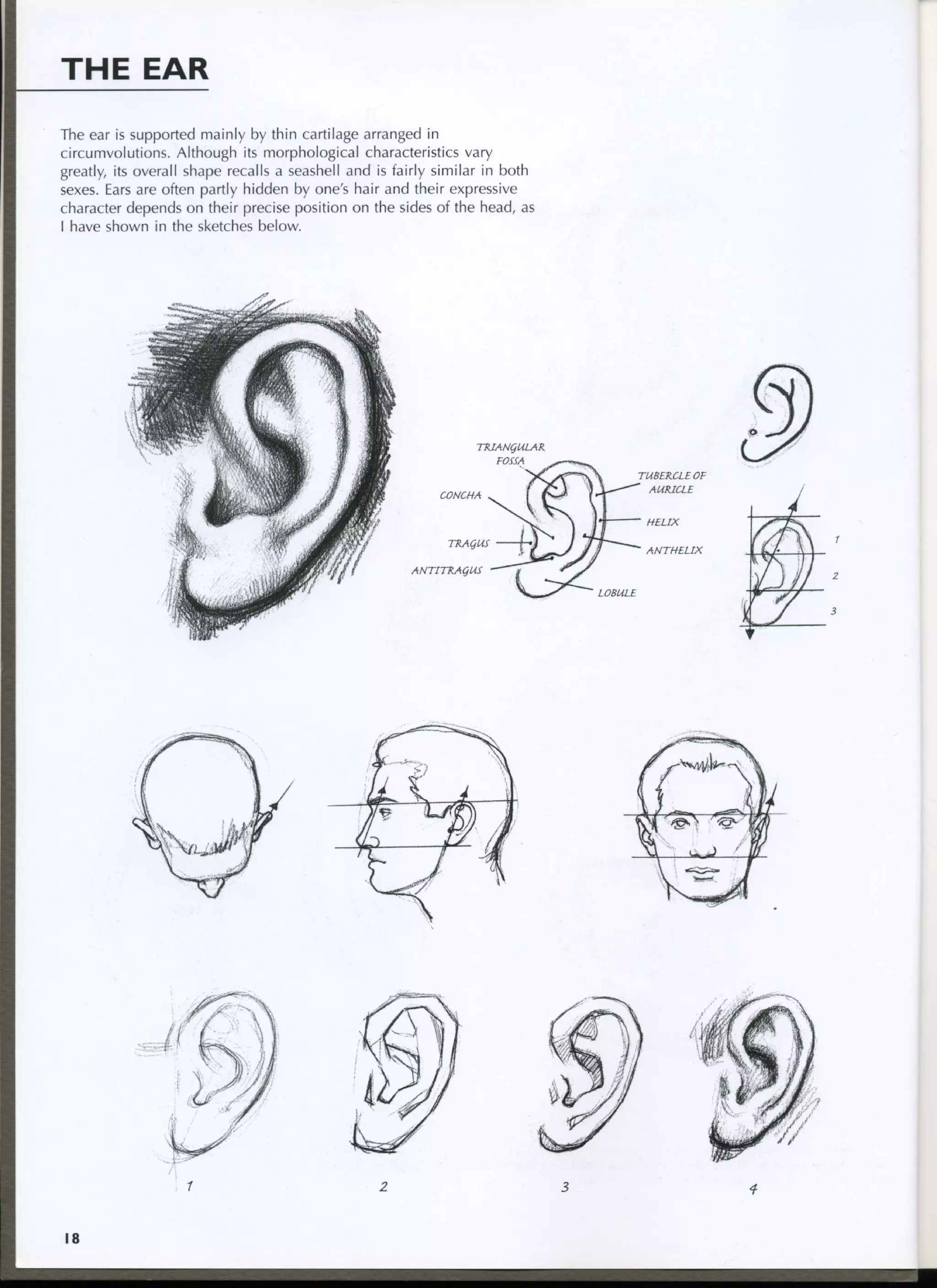 study drawing drawing portraits faces and figures | PDF