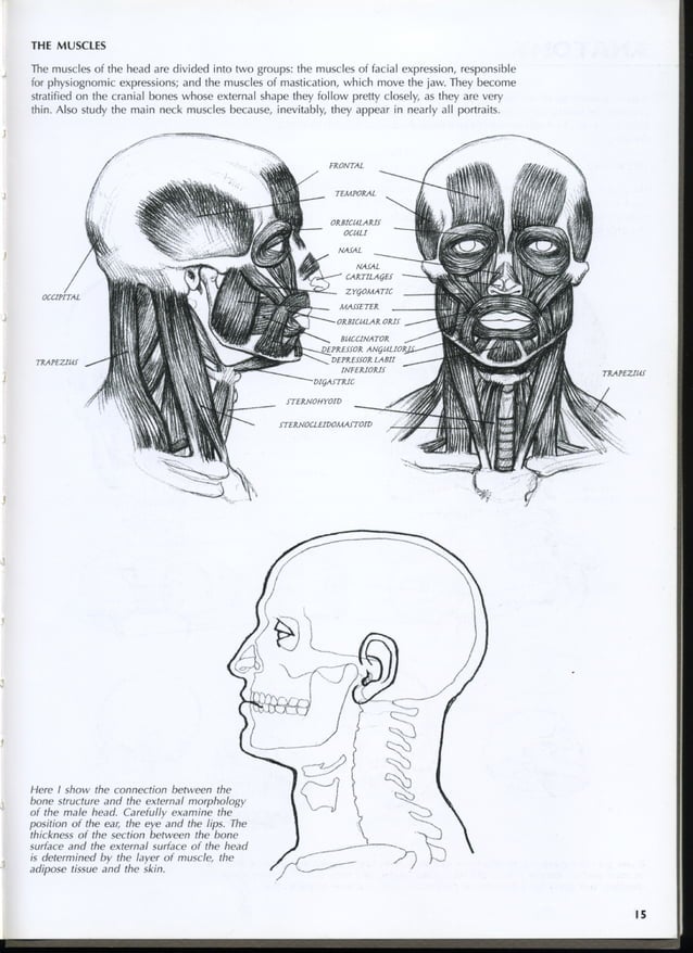 study drawing drawing portraits faces and figures | PDF