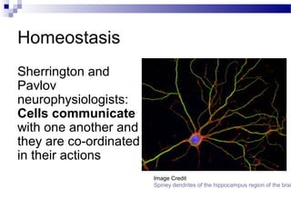 01 the cell_theory | PPT
