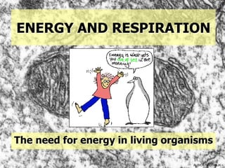 01 The need for Energy in Living Organisms | PPT