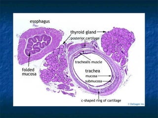 Trachea Slide Labeled Trachealis Muscle