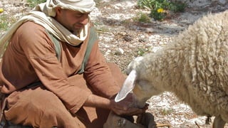 The Good Shepherd and Straying Sheep | PDF