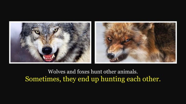 The Sly Fox (Noting Significant Details) | PPTX | Dogs | Pets