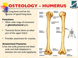 GROSS ANATOMY OF HUMAN UPPER LIMB WITH INNERVATIONS | PDF