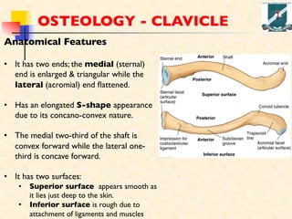 GROSS ANATOMY OF HUMAN UPPER LIMB WITH INNERVATIONS | PDF