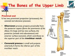 GROSS ANATOMY OF HUMAN UPPER LIMB WITH INNERVATIONS | PDF