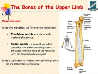 GROSS ANATOMY OF HUMAN UPPER LIMB WITH INNERVATIONS | PDF