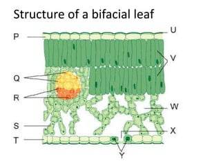 Plant nutrition | PPTX | Gardening | Home & Garden