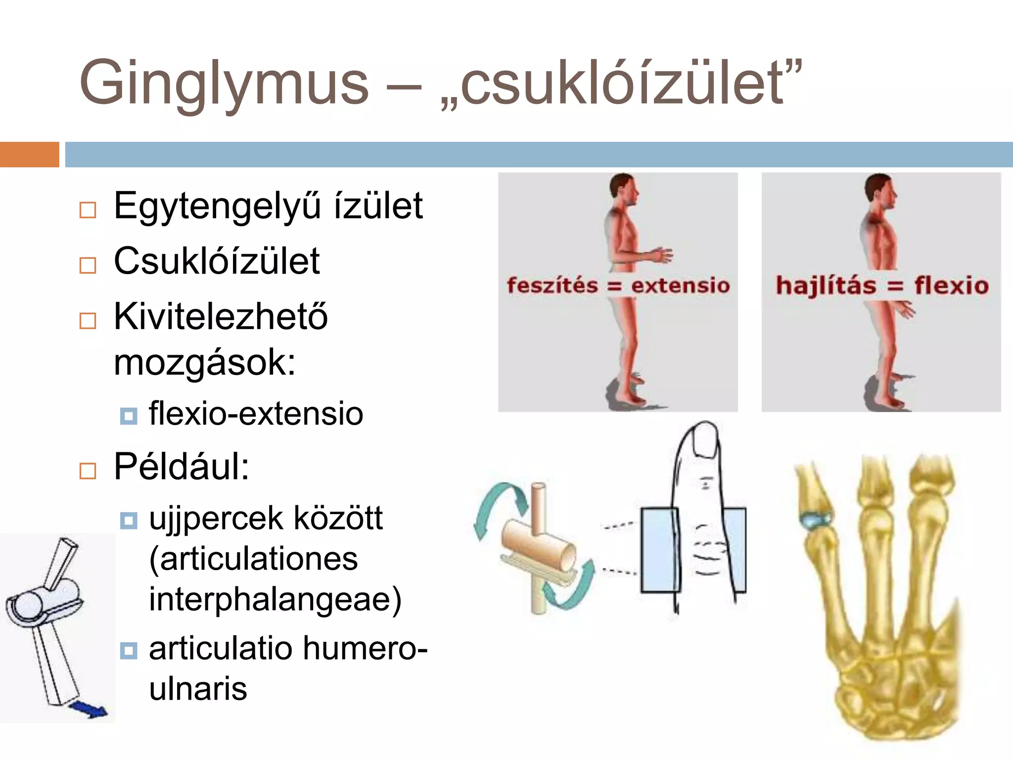 02 - Funkcionális Anatómia (OLKD, I. évf.): Izomtan, ízületek | PPTX