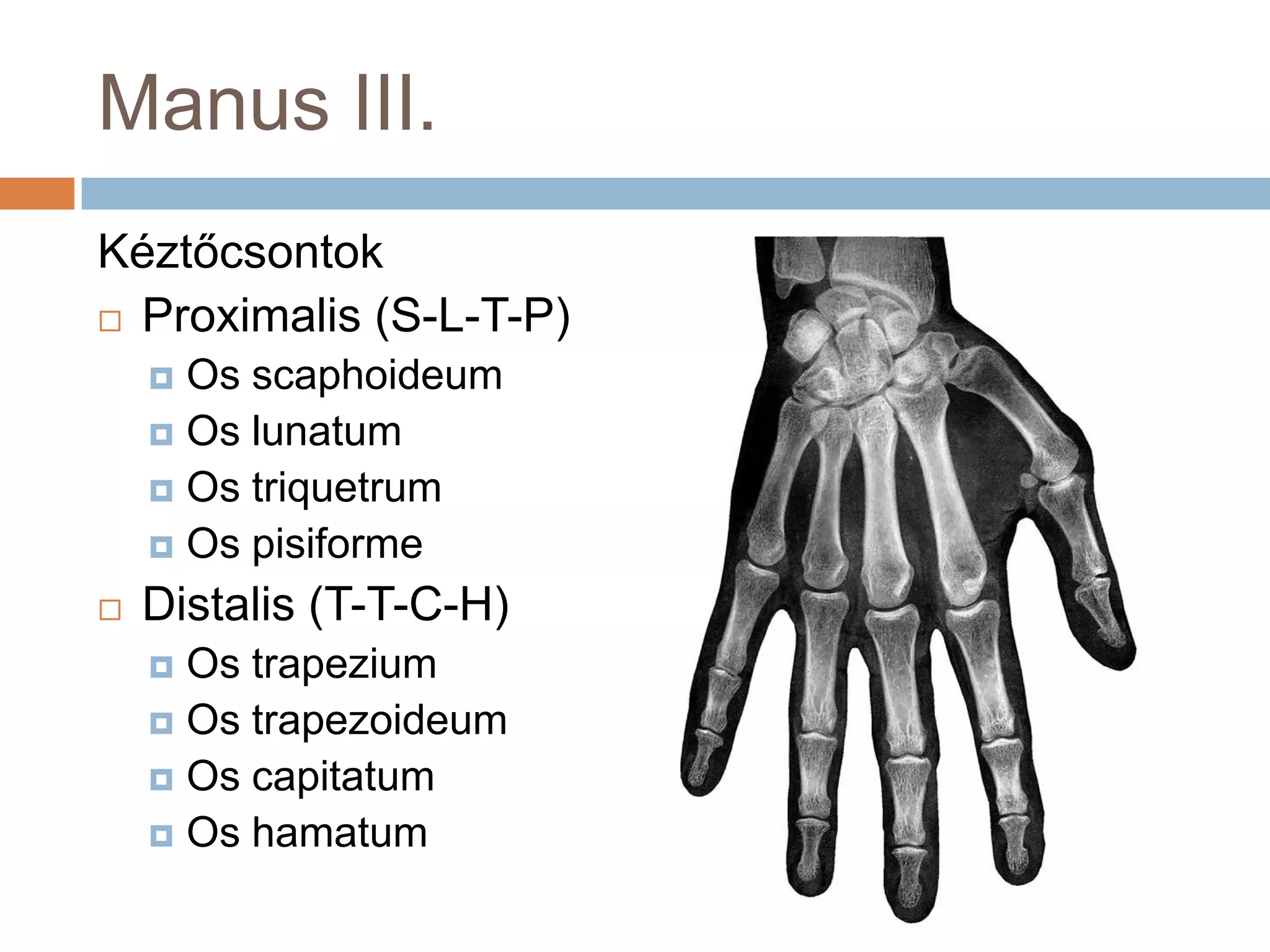 02 - Funkcionális Anatómia (OLKD, I. évf.): Izomtan, ízületek | PPTX