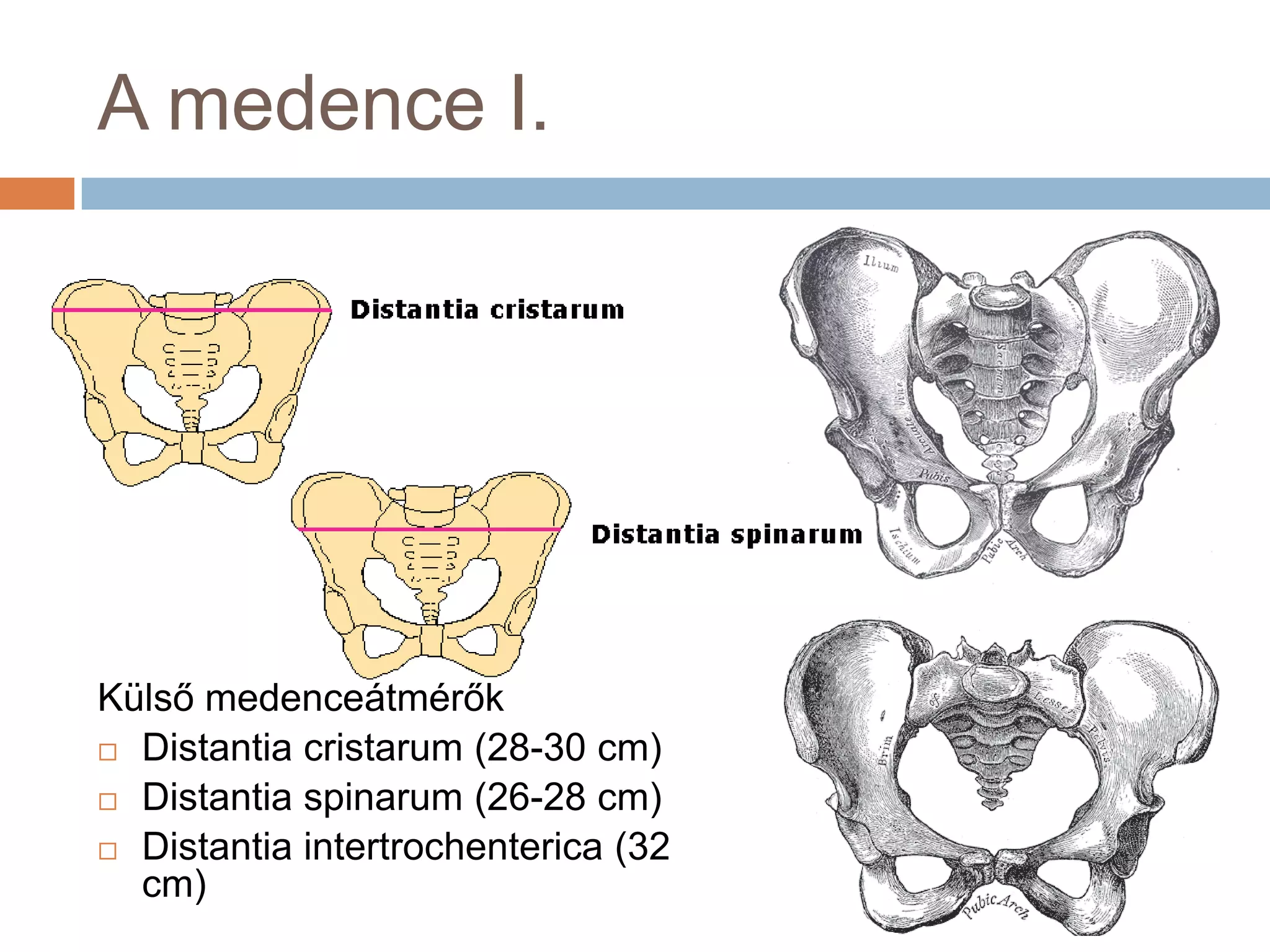 02 - Funkcionális Anatómia (OLKD, I. évf.): Izomtan, ízületek | PPTX