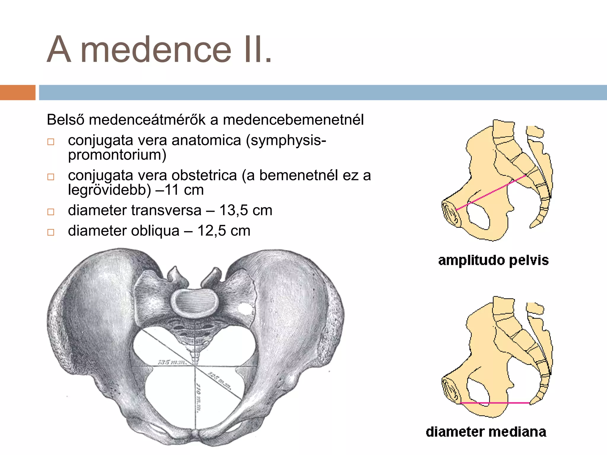 02 - Funkcionális Anatómia (OLKD, I. évf.): Izomtan, ízületek | PPTX
