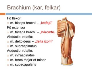 02 - Funkcionális Anatómia (OLKD, I. évf.): Izomtan, ízületek | PPT
