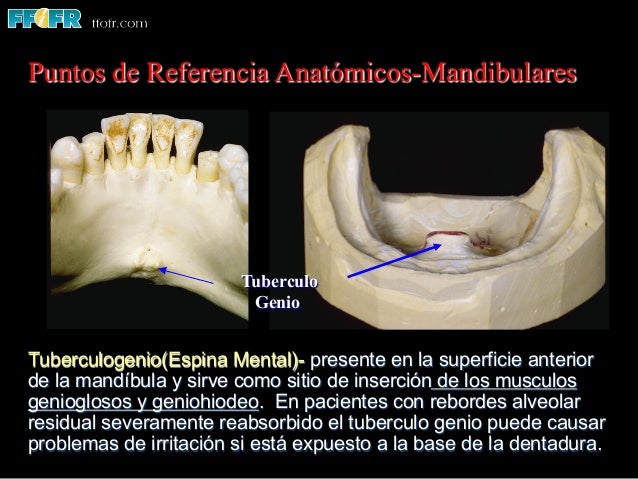 02. anatomia