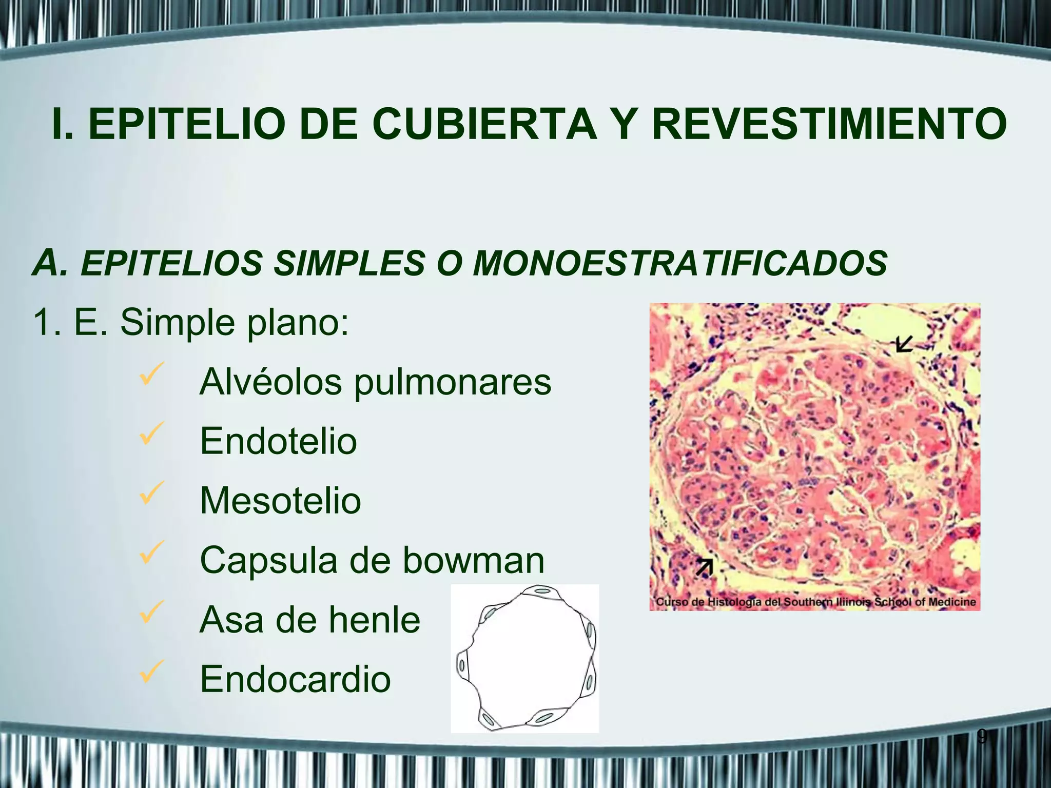 histología humana | PPT