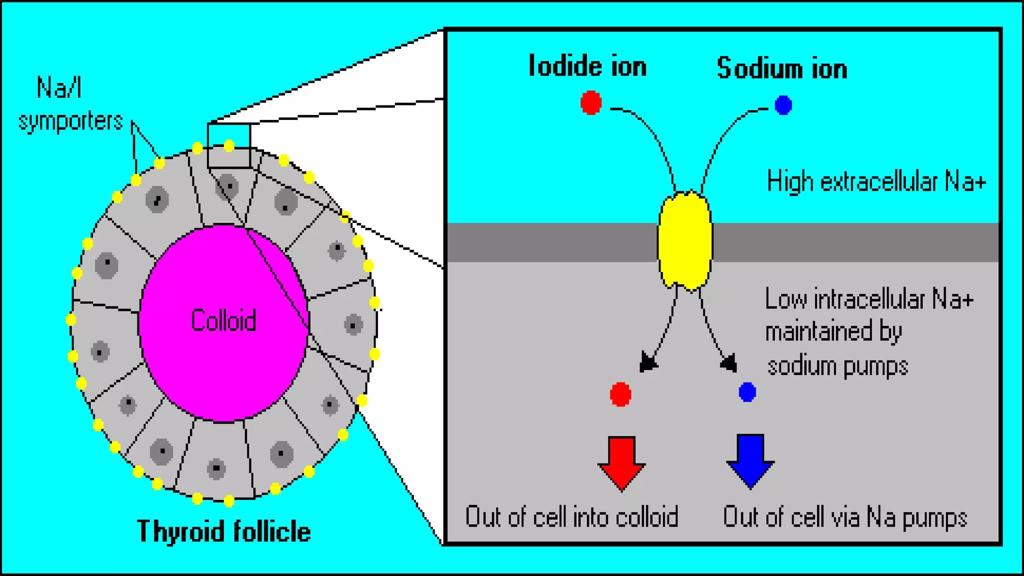 02. thyroid physiology | PPTX