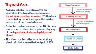 02. thyroid physiology | PPTX