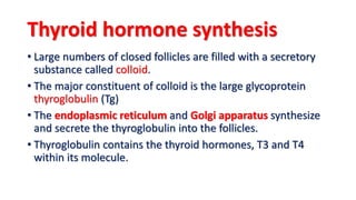02. thyroid physiology | PPTX