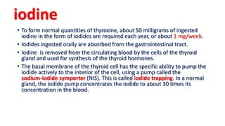 02. thyroid physiology | PPTX