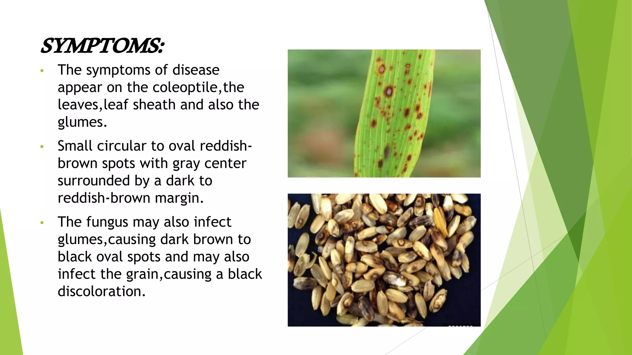 BROWN SPOT OF PADDY | PPTX