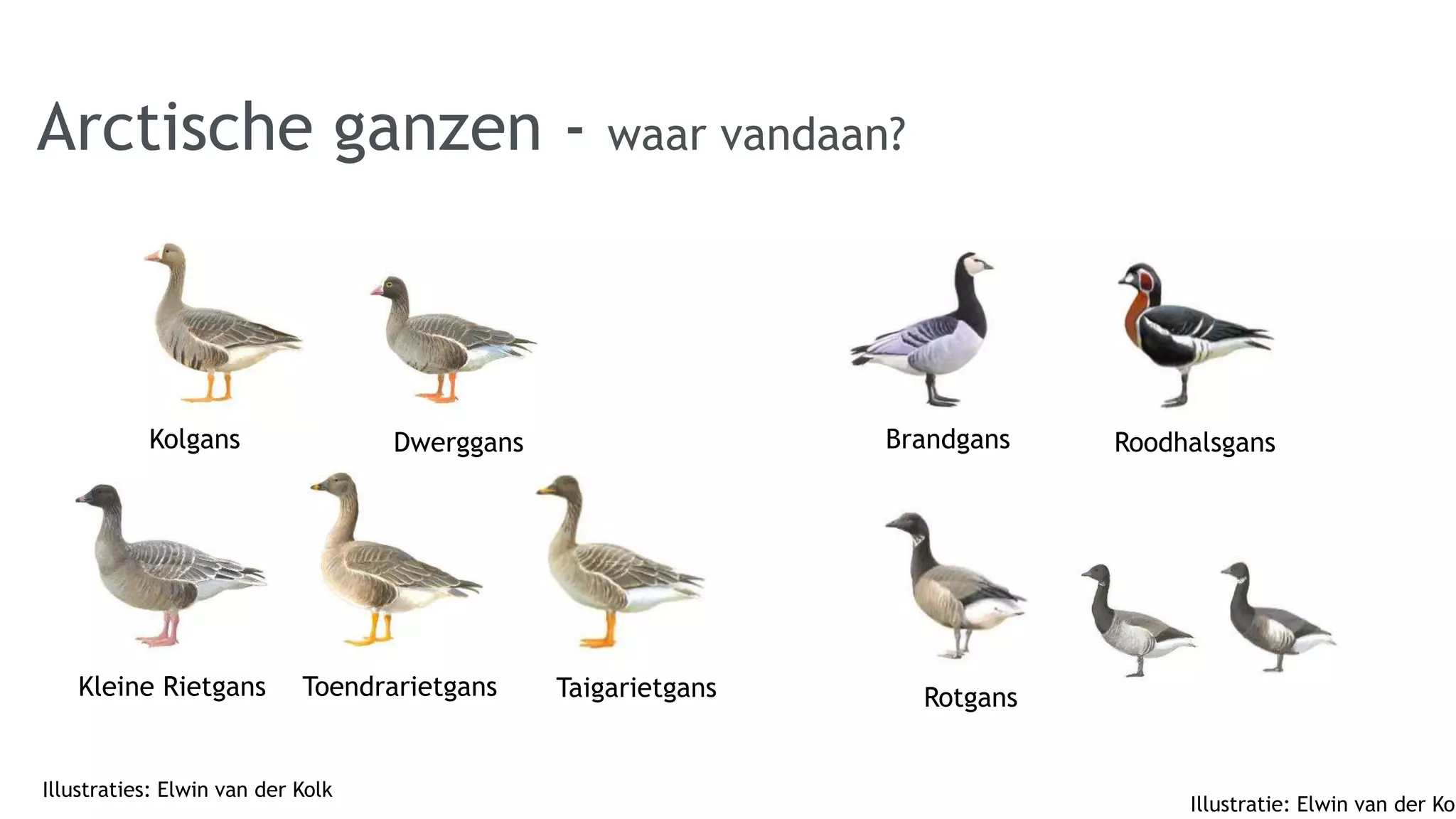 Ganzen_herkennen_workshop.pptx