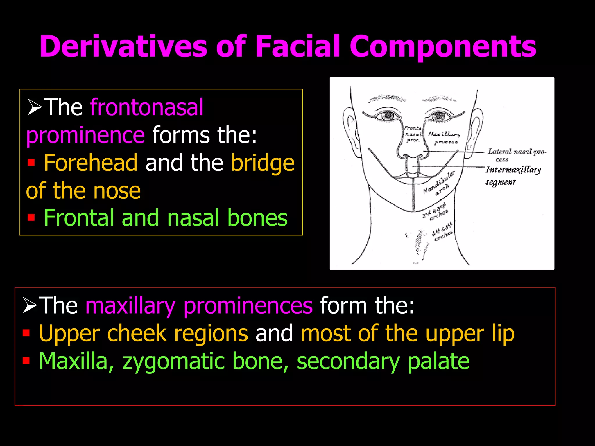 02. Development of Face.ppt