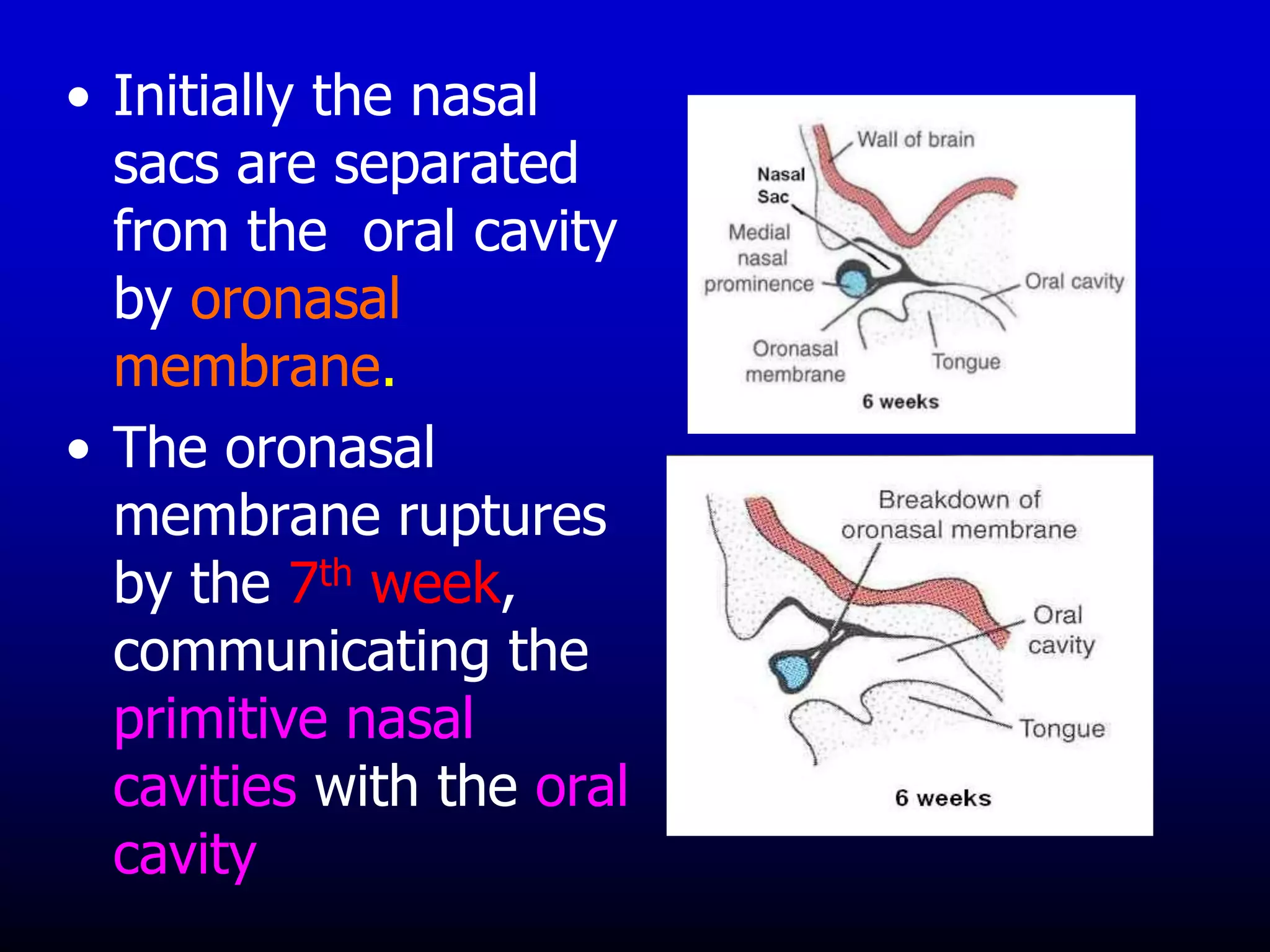 02. Development of Face.ppt