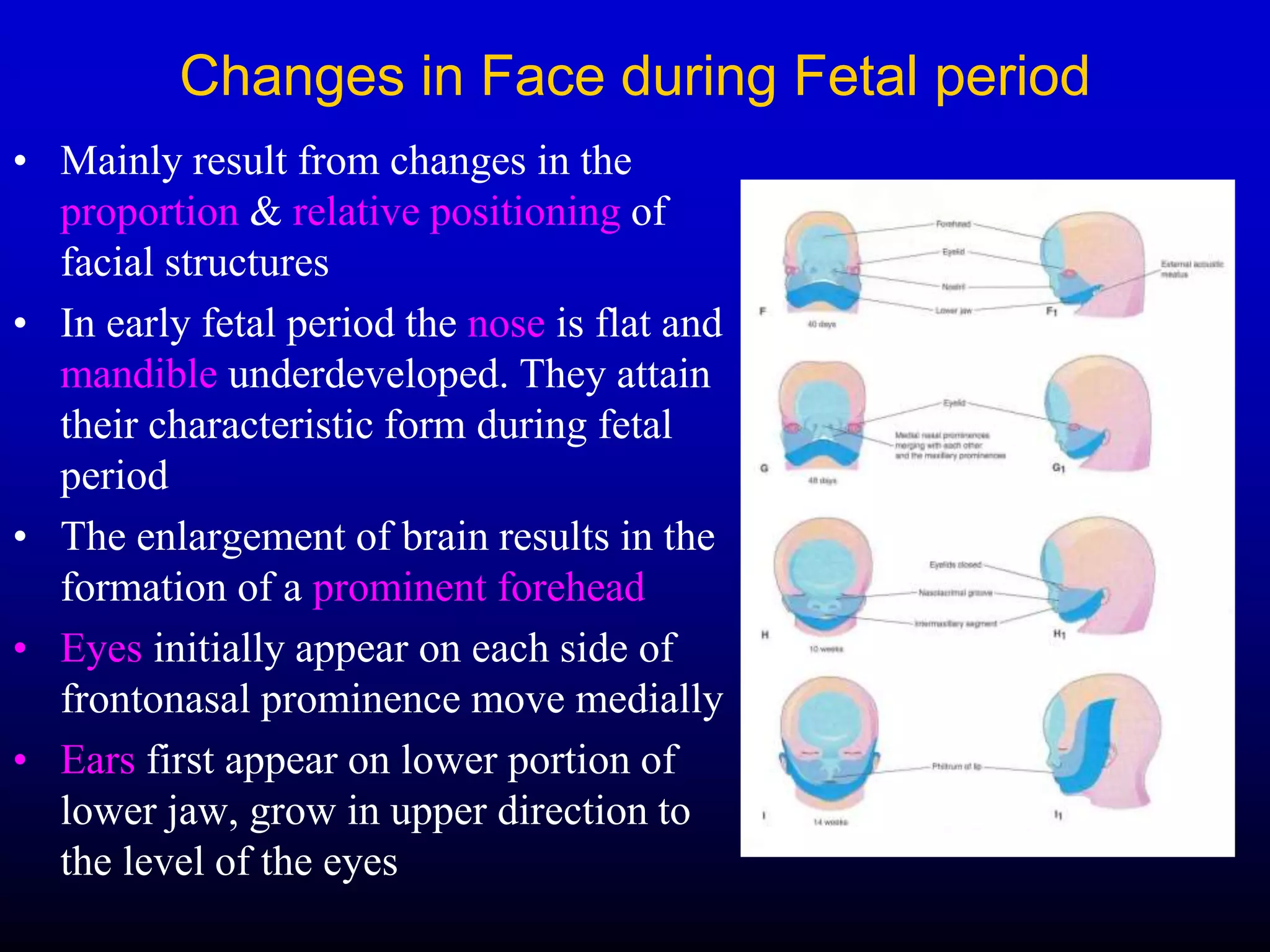 02. Development of Face.ppt