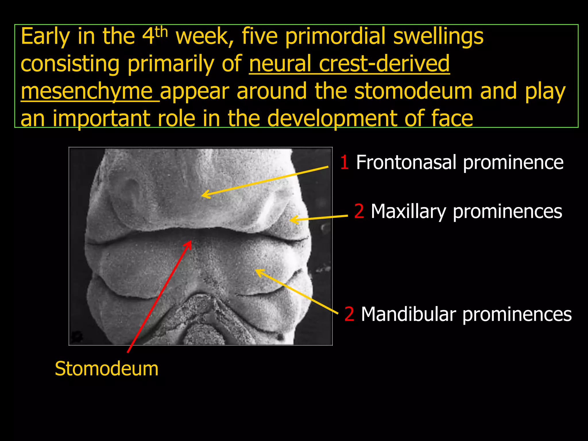 02. Development of Face.ppt