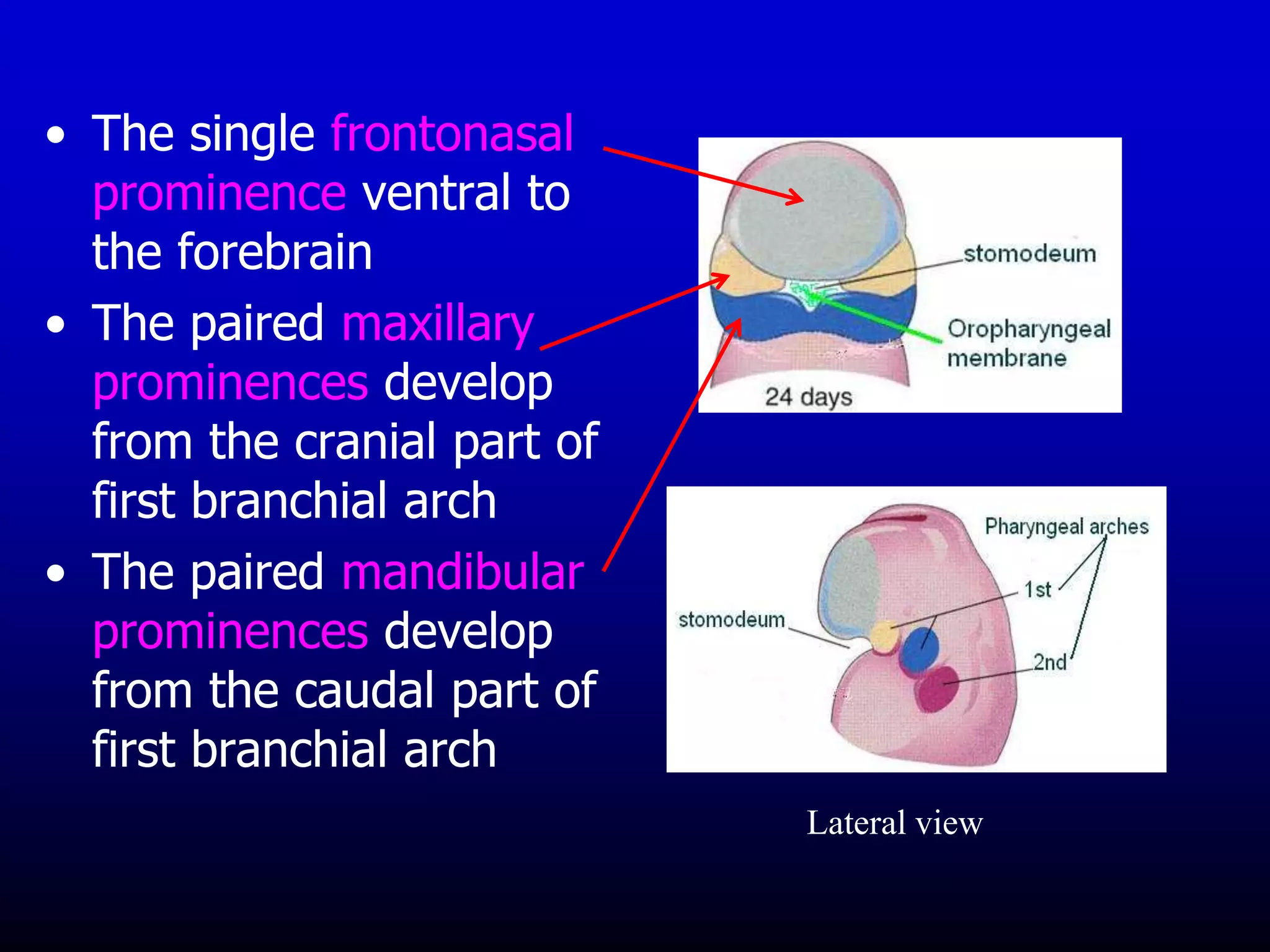 02. Development of Face.ppt