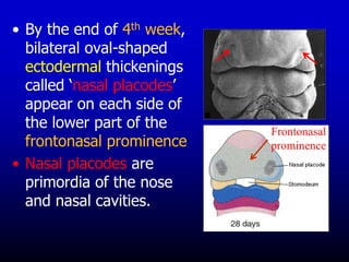 02. Development of Face.ppt
