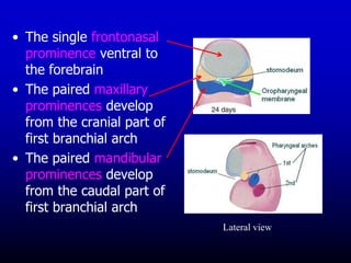 02. Development of Face.ppt