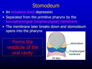 02. Development of Face.ppt
