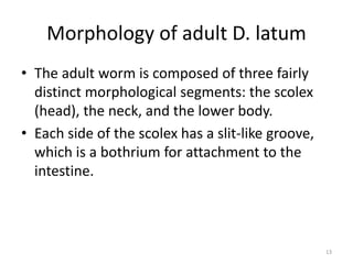 D. Latum tapeworm that can infect humans and | PDF