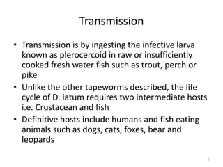 D. Latum tapeworm that can infect humans and | PDF