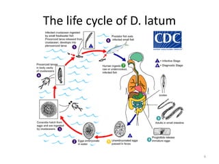 D. Latum tapeworm that can infect humans and | PDF