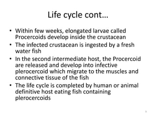 D. Latum tapeworm that can infect humans and | PDF