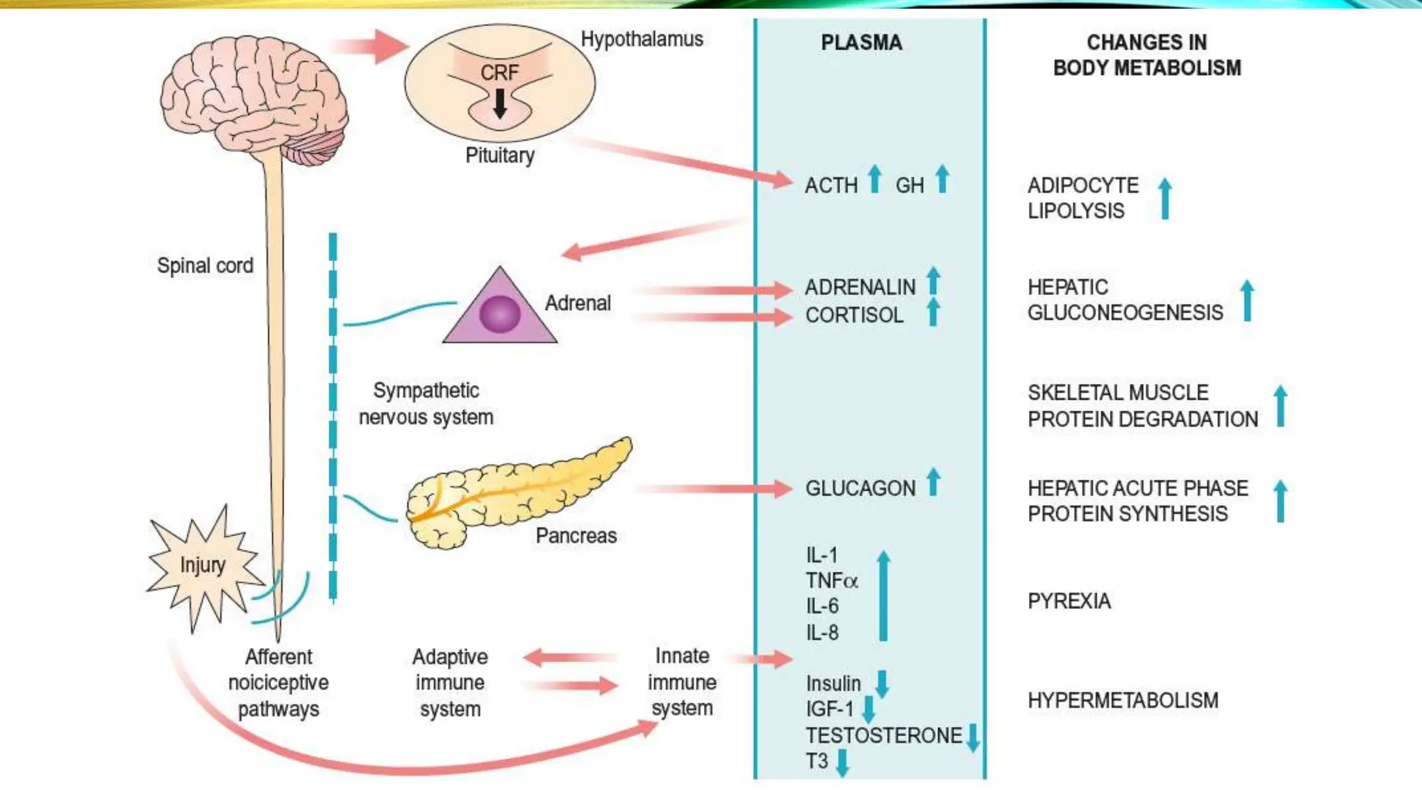 Metabolic Response To Injury and surgical stress | PPTX