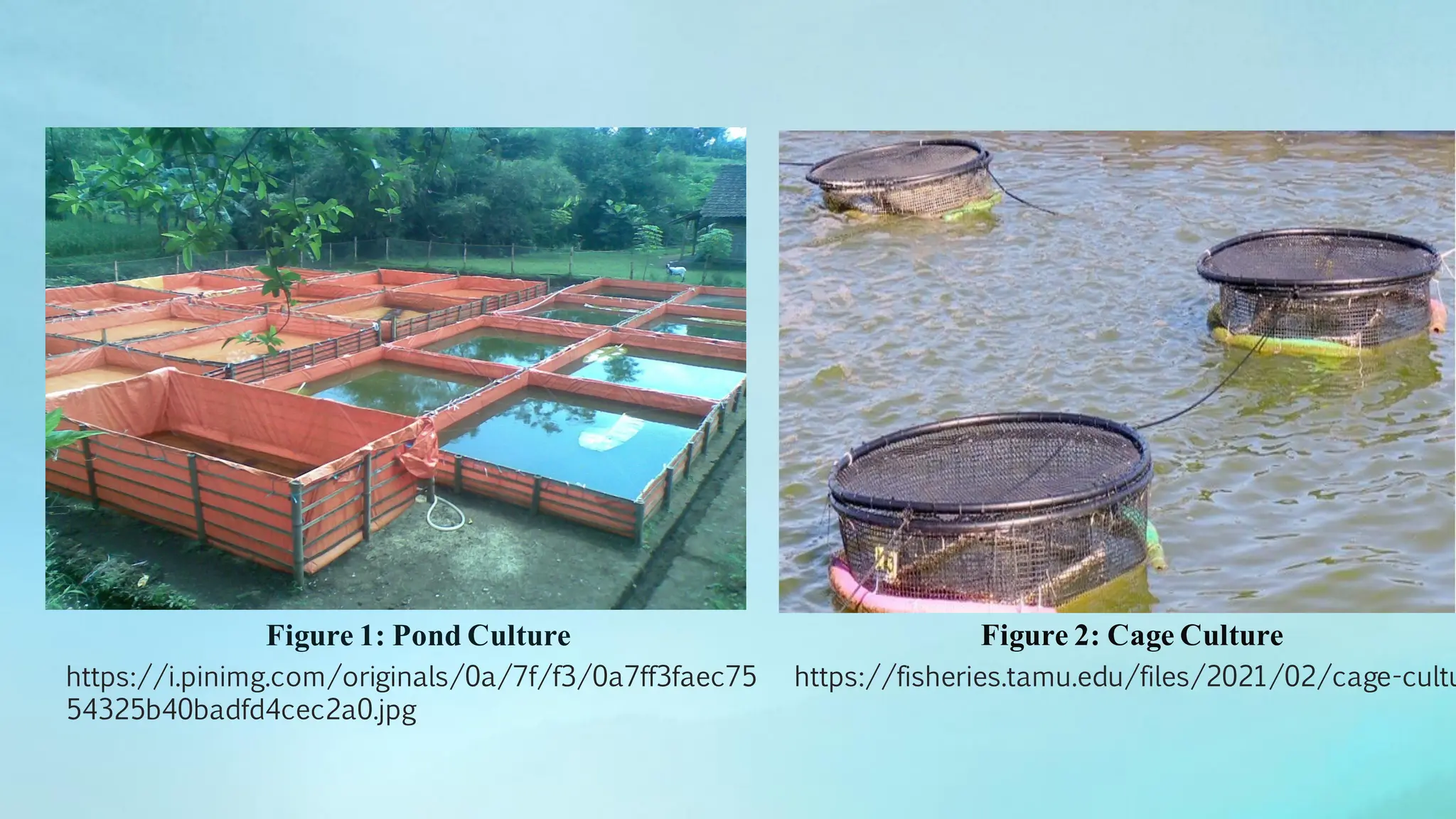 02. BASIC PRINCIPLES OF FISH CULTURE .pdf